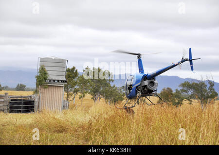 Mustering cattle with helicopter, Cattle station ranch, outback ...