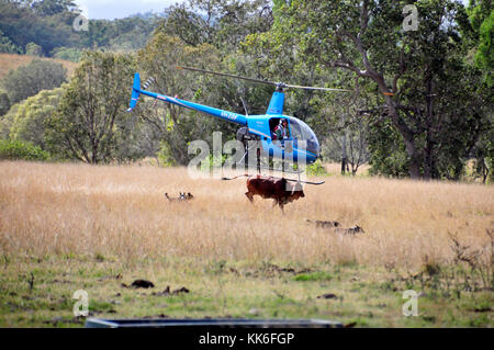 Mustering cattle with helicopter, Cattle station ranch, outback ...