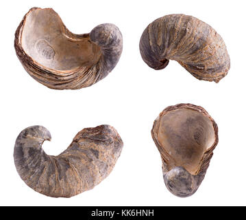 Devil's toenail fossils (Gryphaea dilatata) species of Jurassic oyster ...