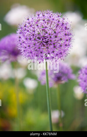 Close-up of flowering ornamental onion (Allium). High quality photo ...