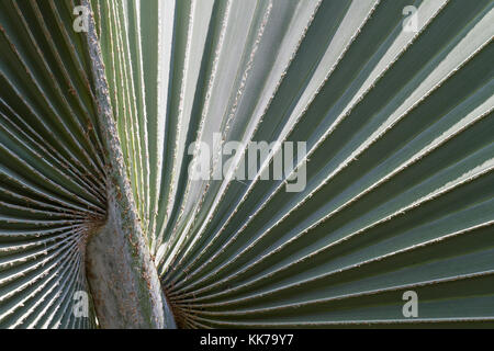 Fan-shaped palm tree (Arecaceae), close-up Stock Photo - Alamy