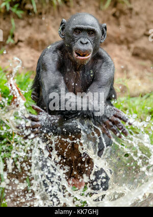 Bonobo in the water. Natural habitat. Green natural background. The ...