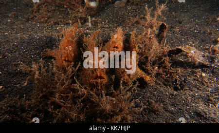 Hairy Frogfish Mating Caravane Antennarius Striatus Stock Photo - Alamy