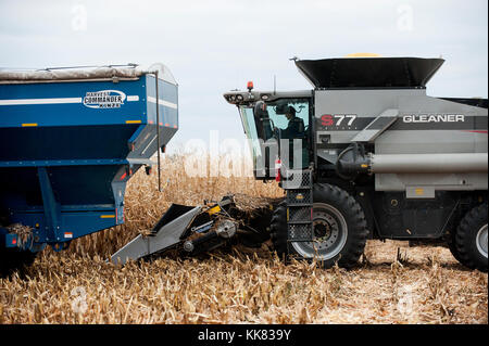 GLEANER S77 COMBINE HARVESTING CORN BLOOMING PRAIRIE, MINNESOTA Stock ...