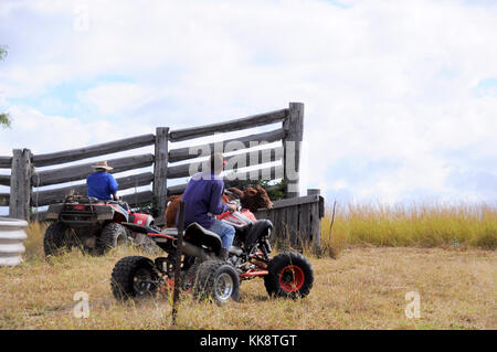 4X4 CHASING BULL Stock Photo - Alamy