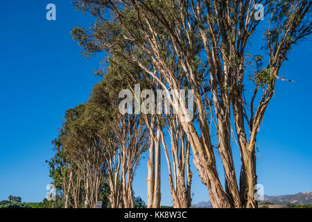 Eucalyptus trees in California Stock Photo: 309950483 - Alamy