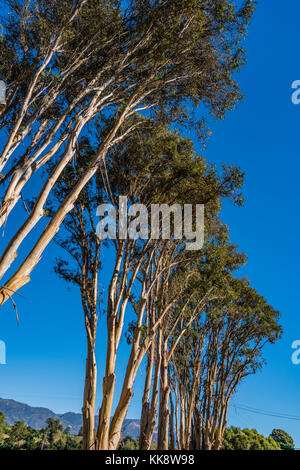 Towering eucalyptus trees in Santa Barbara County, California Stock ...