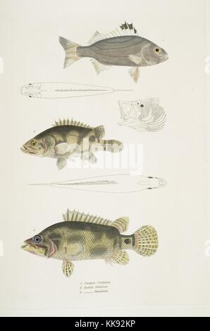Hand colored print depicting three fish, at the top a Bruce's Balitora ...