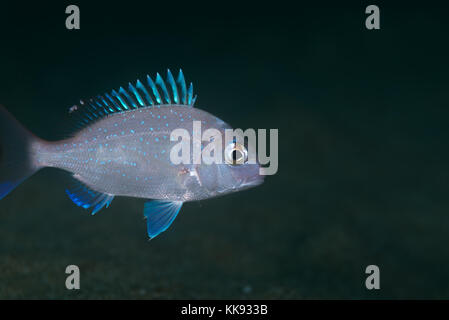 Young Red seabream, Pagrus major (Temminck & Schlegel, 1843) Kajika ...
