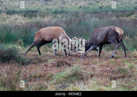 Red deer, red deers at the rutting season Stock Photo - Alamy