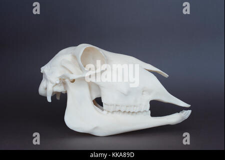 jaw teeth of sheep Stock Photo - Alamy