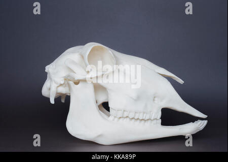 Sheep skull, (Ovis aries), replica skull showing molar and incisor ...
