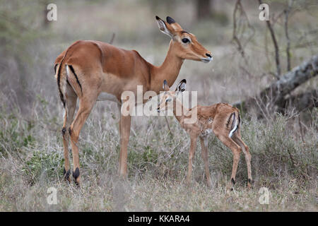 Impala (Aepyceros melampus) doe and minutes-old calf, Ngorongoro ...