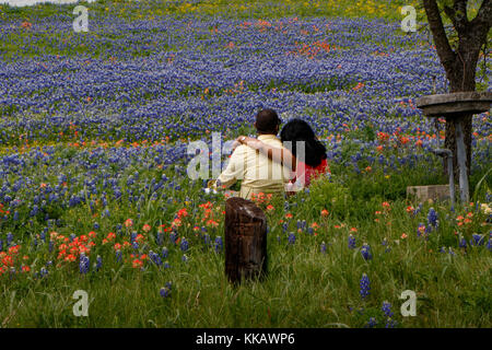 African American, Castilleja, Ennis, Lake Bardwell, Lupinus texensis ...