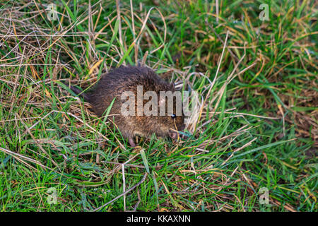 Bush rat (Rattus fuscipes Stock Photo - Alamy