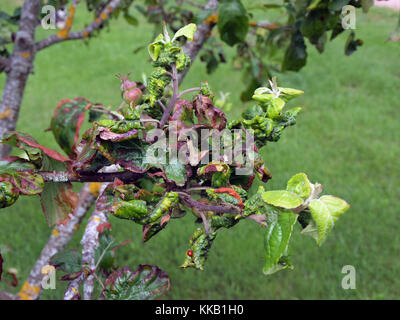 Apple tree leaves damaged by fire blast or other infection or disease ...