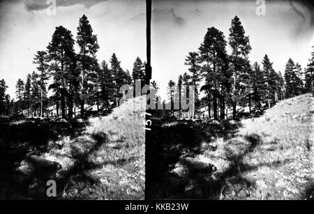 Aquarius Plateau, near Big Boulder Creek, features unusually tall pine ...