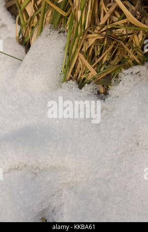 dry grass covered with snow, outdoor close up view in a winter season ...