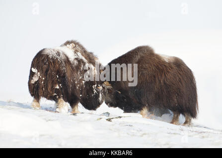Male musk oxen fighting in the mountains of Dovrefjell in tough winter ...