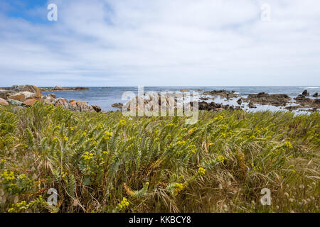Little Porky Beach, King Island Stock Photo - Alamy