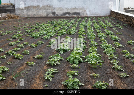 Canary Island Potatos Stock Photo - Alamy