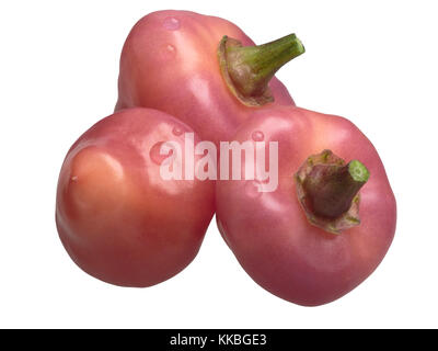 Cheiro Roxa chile peppers (Capsicum chinense), ripe pods. Clipping path ...