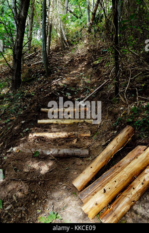 The creation of a steep path through woodland using rustic, peeled ...