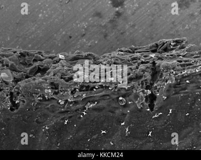 Cherry tree pollen under electron microscope Stock Photo - Alamy