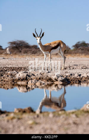 Springbok (Antidorcas marsupialis) - Onkolo Hide, Onguma Game Reserve ...