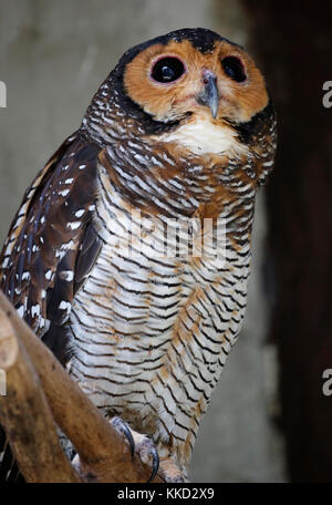 Owl in Kuala Lumpur Bird Park, Malaysia Stock Photo - Alamy