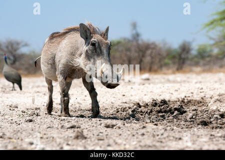 Common warthog (Phacochoerus africanus) - Onkolo Hide, Onguma Game ...