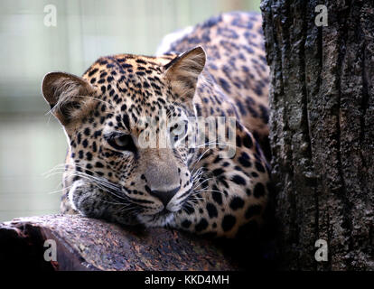 Leopard in Malacca Zoo, Malaysia Stock Photo - Alamy