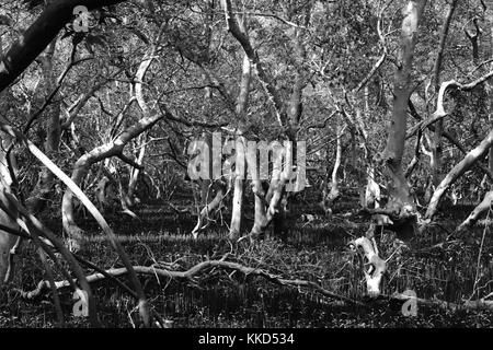 Mangrove forest on Chorao island, Goa, India Stock Photo - Alamy