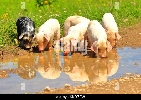Cute little piglets on farm Stock Photo - Alamy
