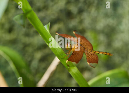 bugs, spiders, fly, dragon fly from our home surroundings in natural ...