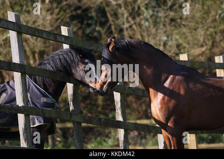 Welsh Pony Arabian horse pony cross Stock Photo: 44042815 - Alamy