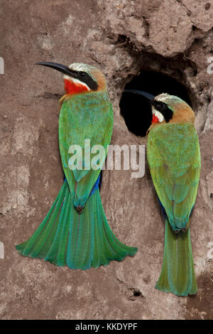 White-fronted Bee-eaters nest in large colonies, digging tunnels up to ...