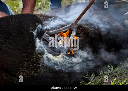 Red hot branding iron causing flaming when applied to the flank of a ...