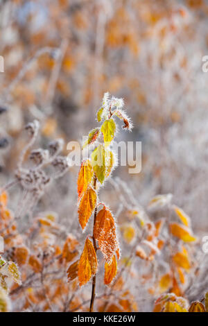 Bush branch with leaves and spikes Stock Photo - Alamy