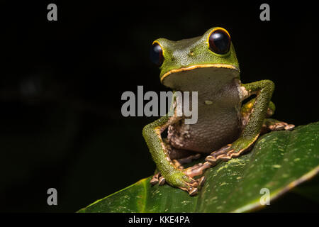 Phyllomedusa camba a species of frog from the jungles of Peru or more ...