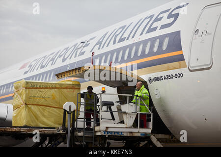 Singapore Airlines Airbus A350 loading freight cargo into the hold at ...