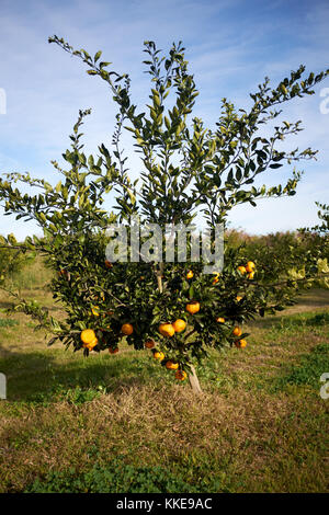 Clementines growing on the branches of a tree in a citrus orchard on a ...