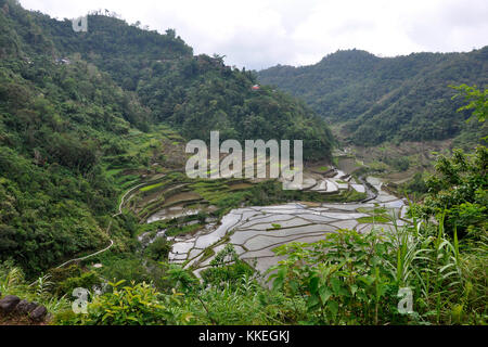 Philippines. Banaue rice fields Stock Photo - Alamy