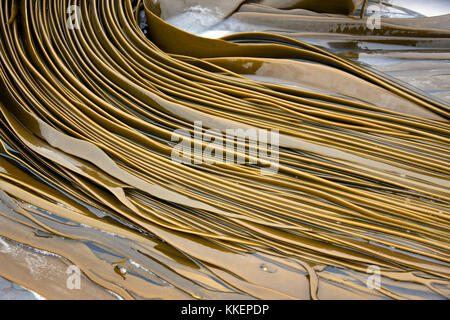 Kelp are large seaweeds (algae) belonging to the brown algae (class ...