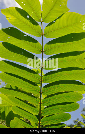 Philippines. Visayas island. local plant Stock Photo - Alamy