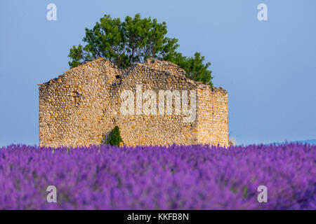 Lavender (lavandin) fields, Valensole Plateau, Alpes Haute Provence ...