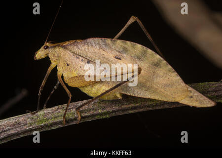 Bug that looks like leaf camouflage green bugs Stock Photo - Alamy