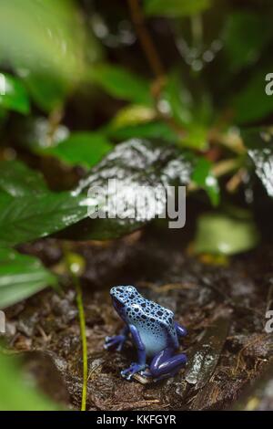 The blue poison dart frog Stock Photo - Alamy