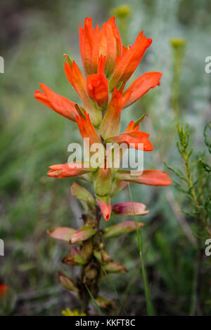 Wholeleaf Indian Paintbrush (Castilleja integra) in Colorado Stock ...