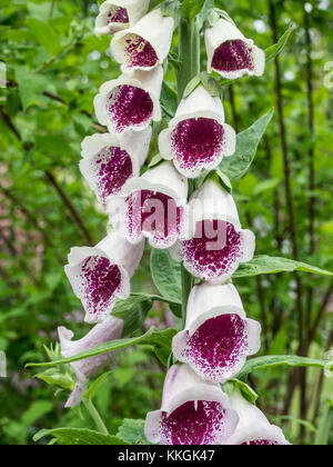 Two Foxglove (Digitalis purpurea) flower spikes showing bell shaped ...
